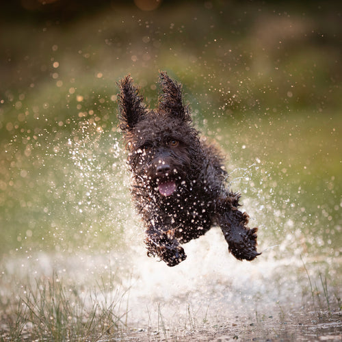 Schwimmen mit Hund - Unsere Tipps für deinen Vierbeiner | KOCH